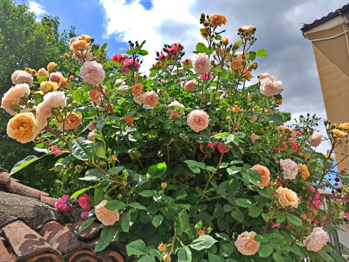 Dolina Róż i Lawendy | rozamorbulgaria.com