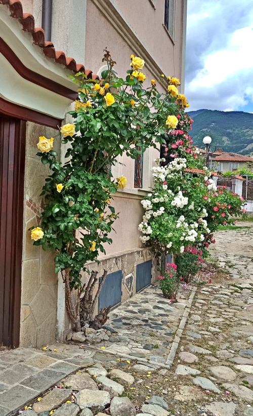 Dolina Róż i Lawendy | rozamorbulgaria.com